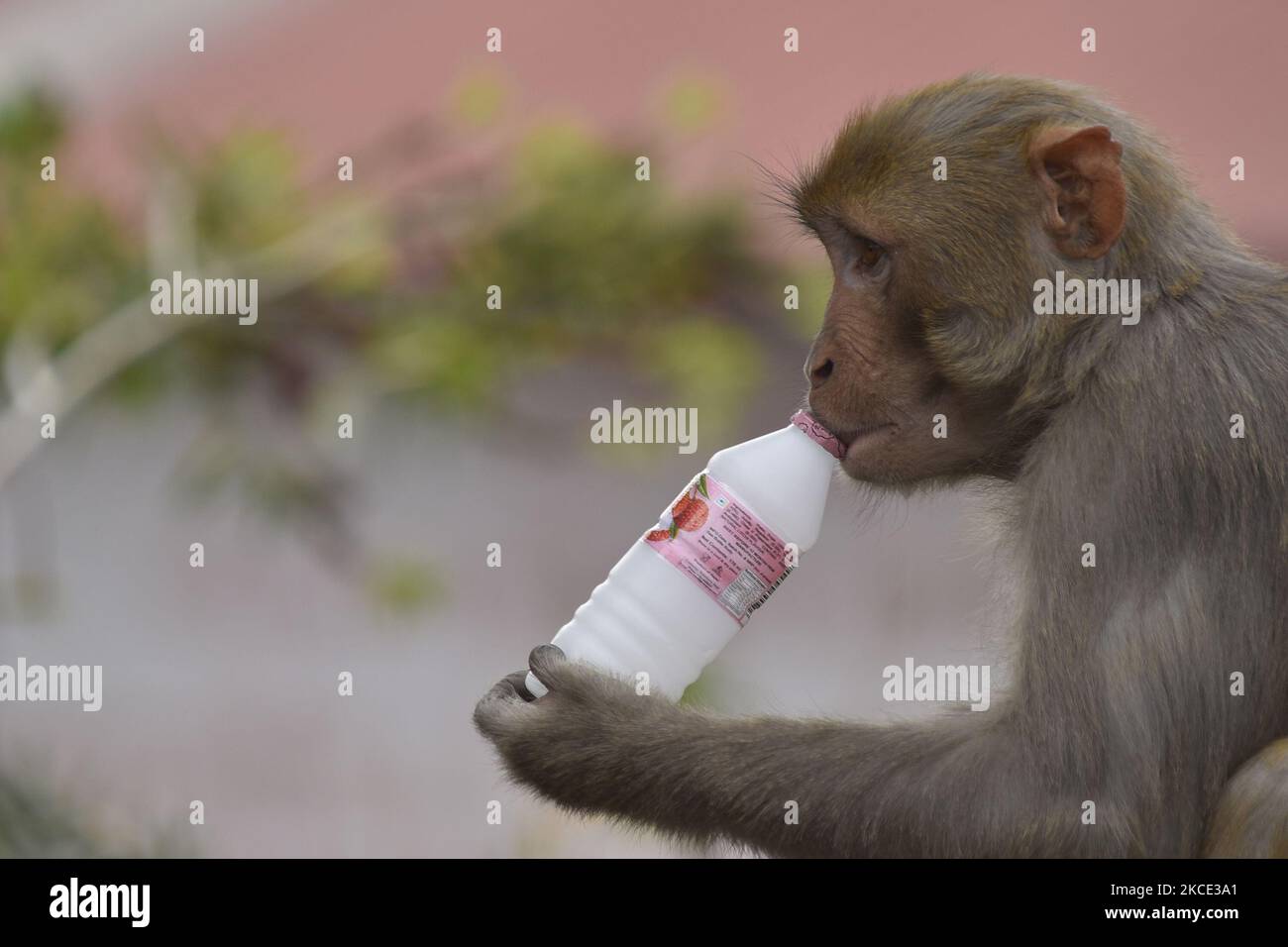 A Monkey drinks Litchi Juice in the premise of Pashupatinath Temple at ...