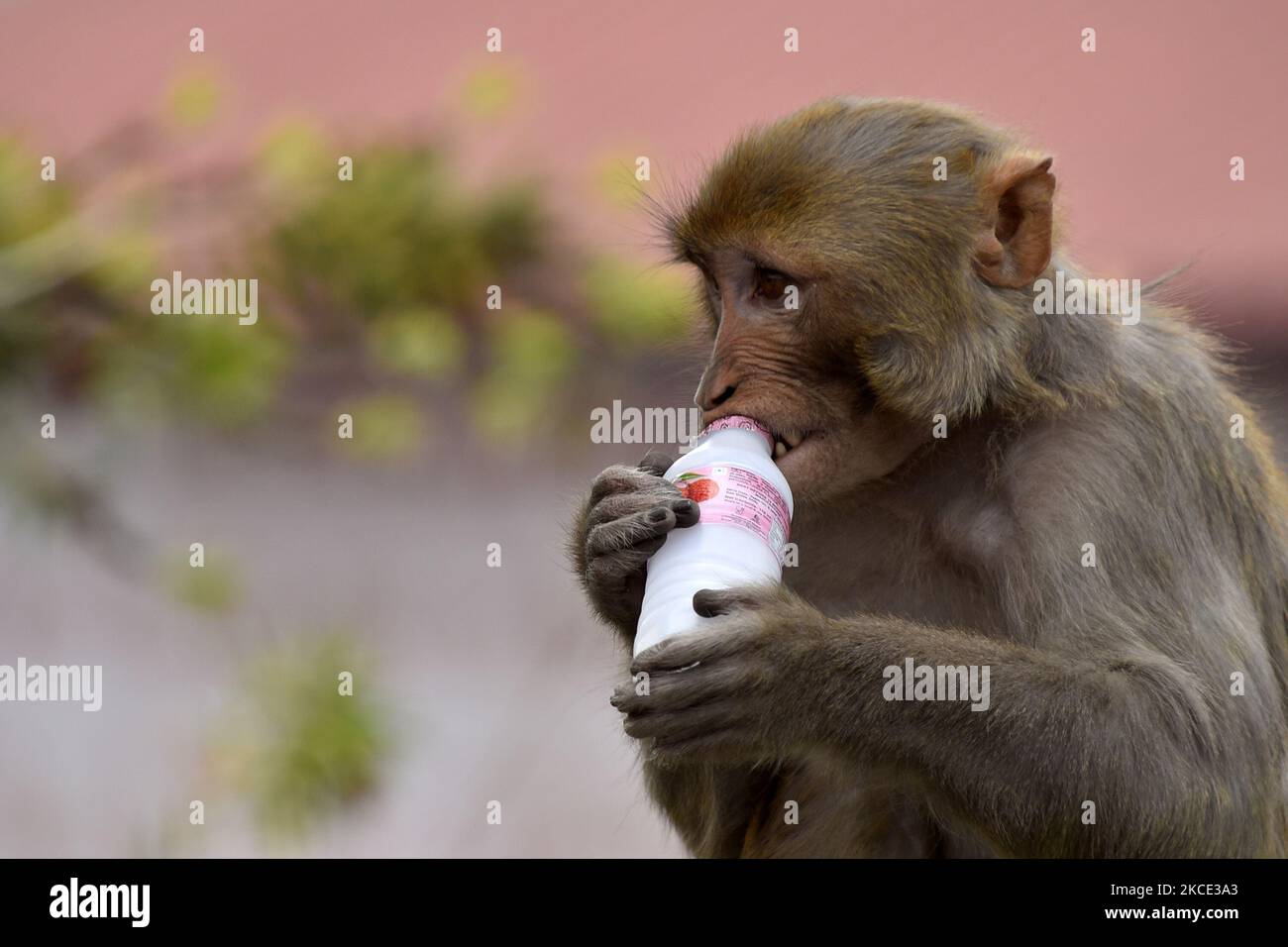 Khullamanch hi-res stock photography and images - Alamy