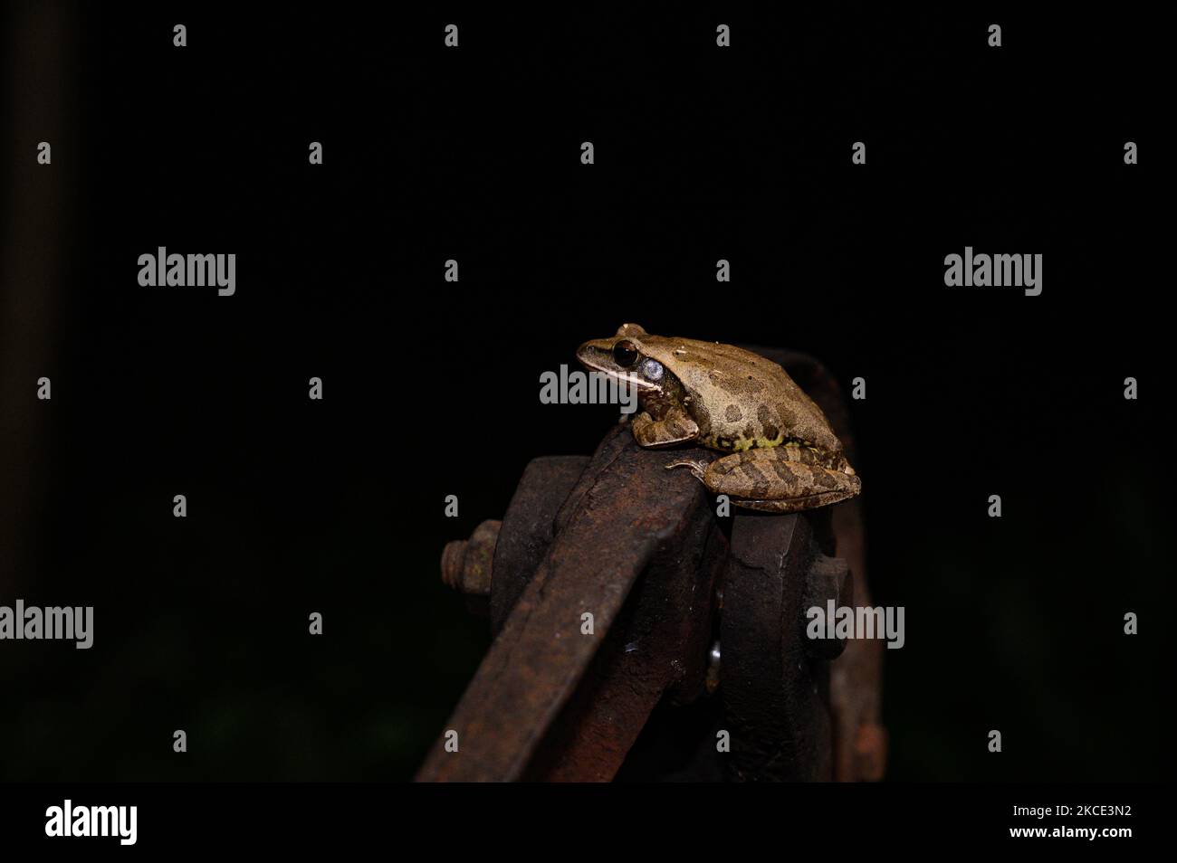 An Indian tree frog (Polypedates maculatus) is sitting on a drinking ...