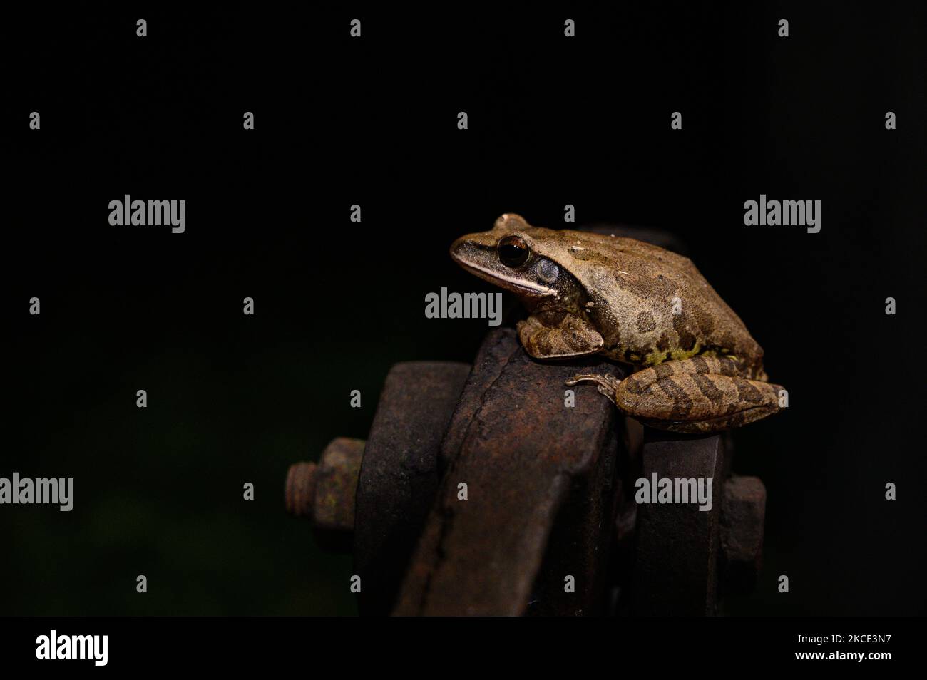 An Indian tree frog (Polypedates maculatus) is sitting on a drinking ...
