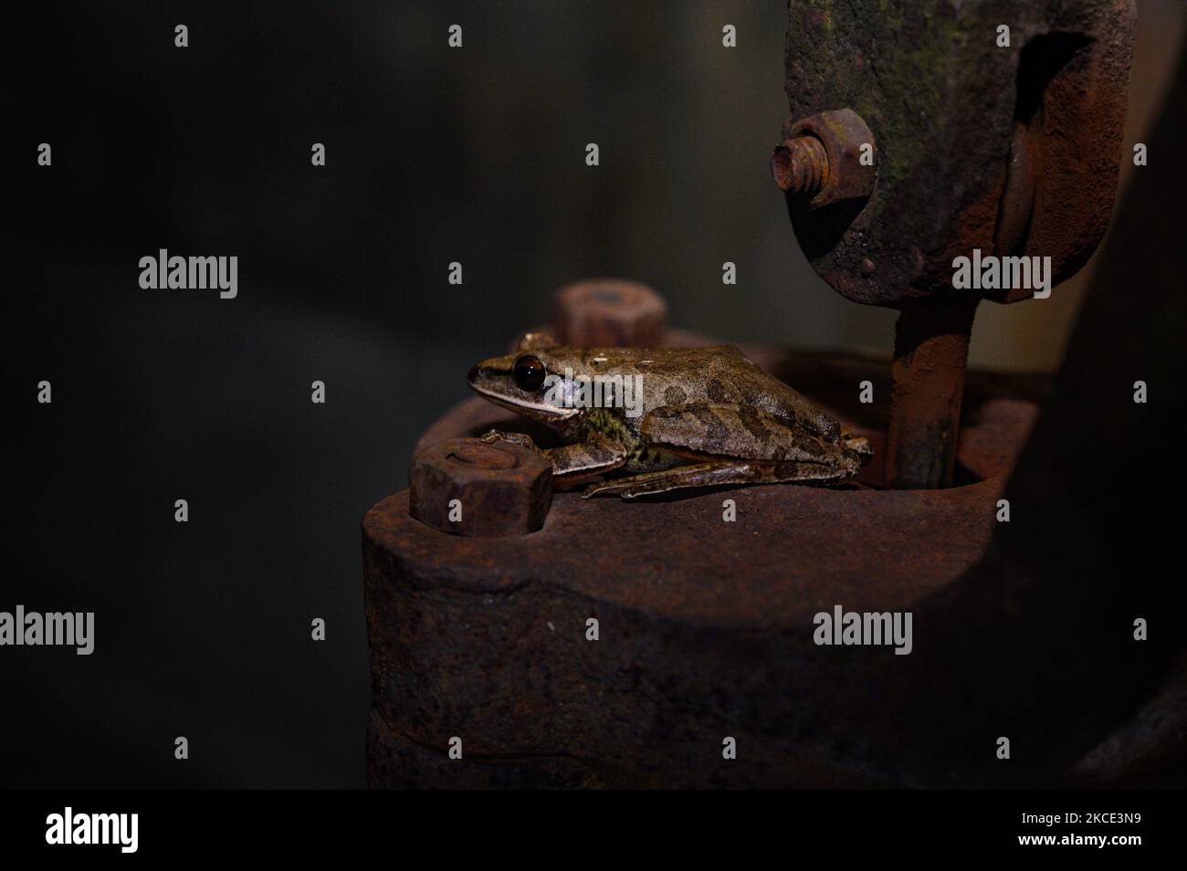 An Indian tree frog (Polypedates maculatus) is sitting on a drinking ...