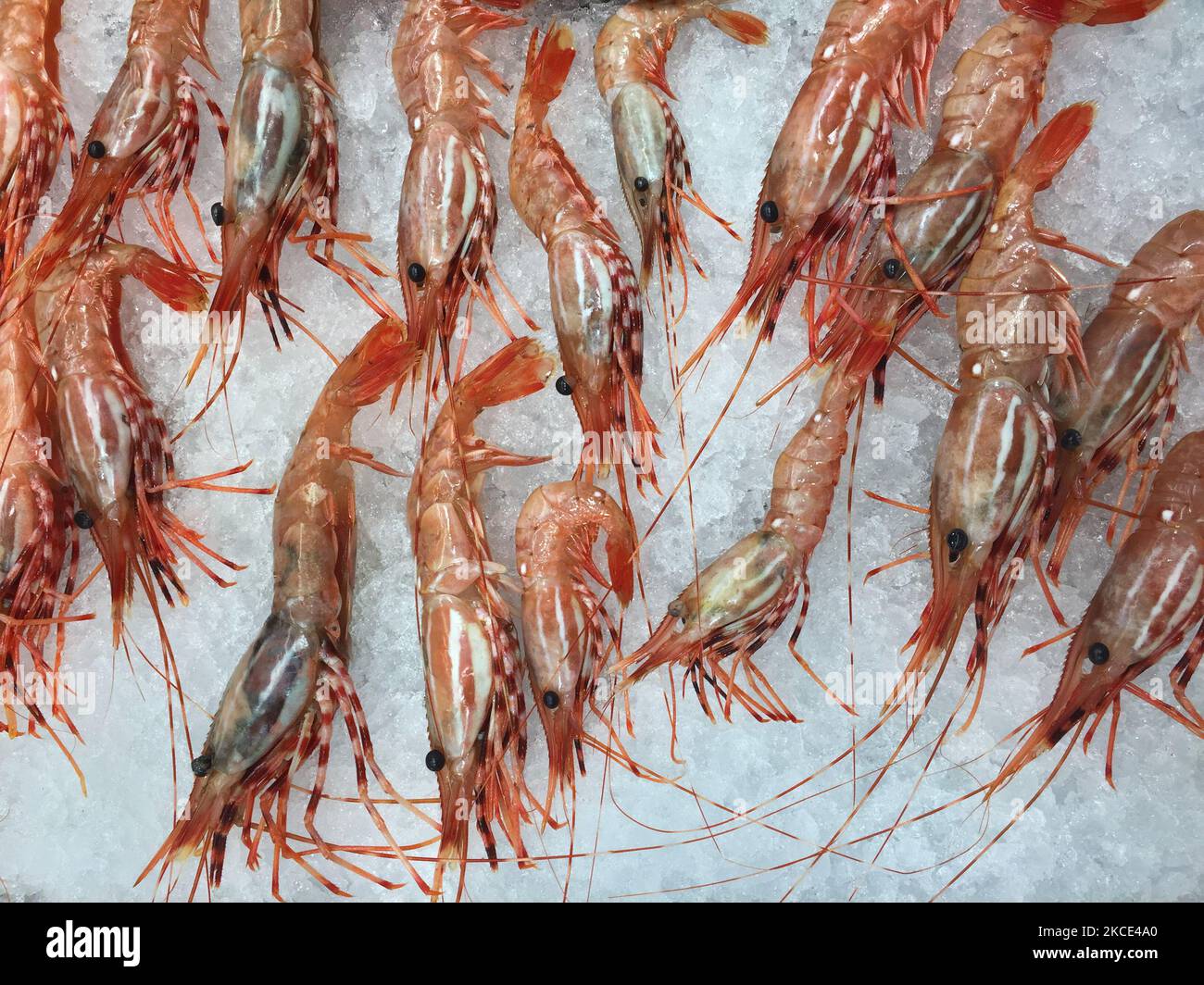 Spot prawn in canada hi-res stock photography and images - Alamy