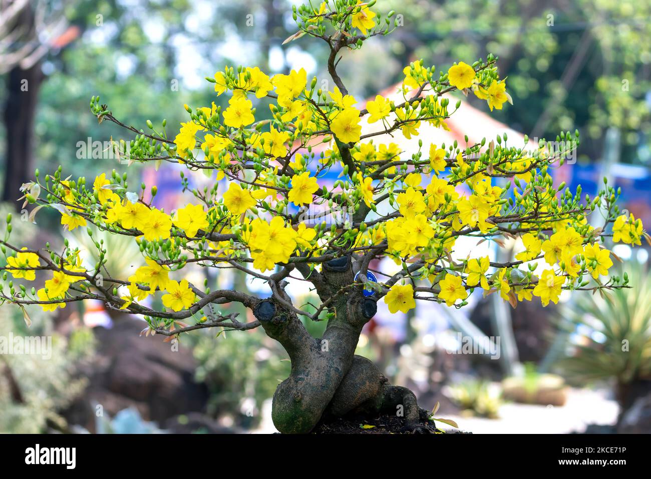 Apricot bonsai tree blooming with yellow flowering branches curving ...