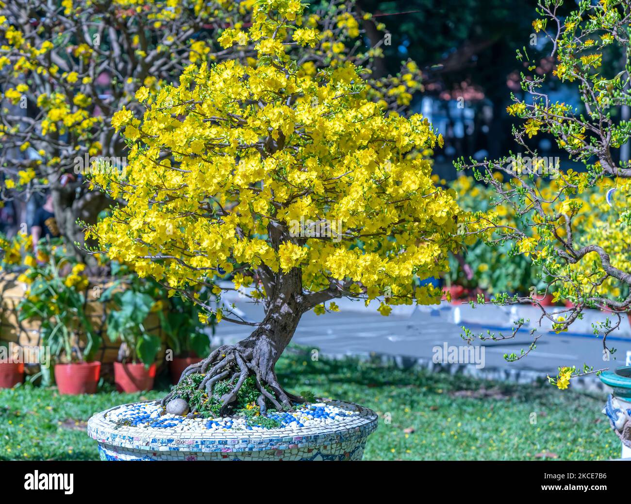 Apricot bonsai tree blooming with yellow flowering branches curving ...