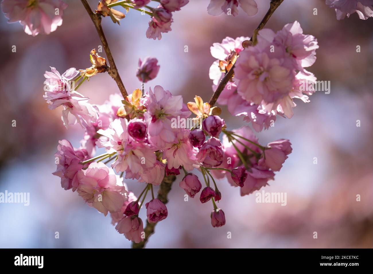 Cherry tree flowers in the TV Asahi Kirschbluetenallee in Teltow by ...