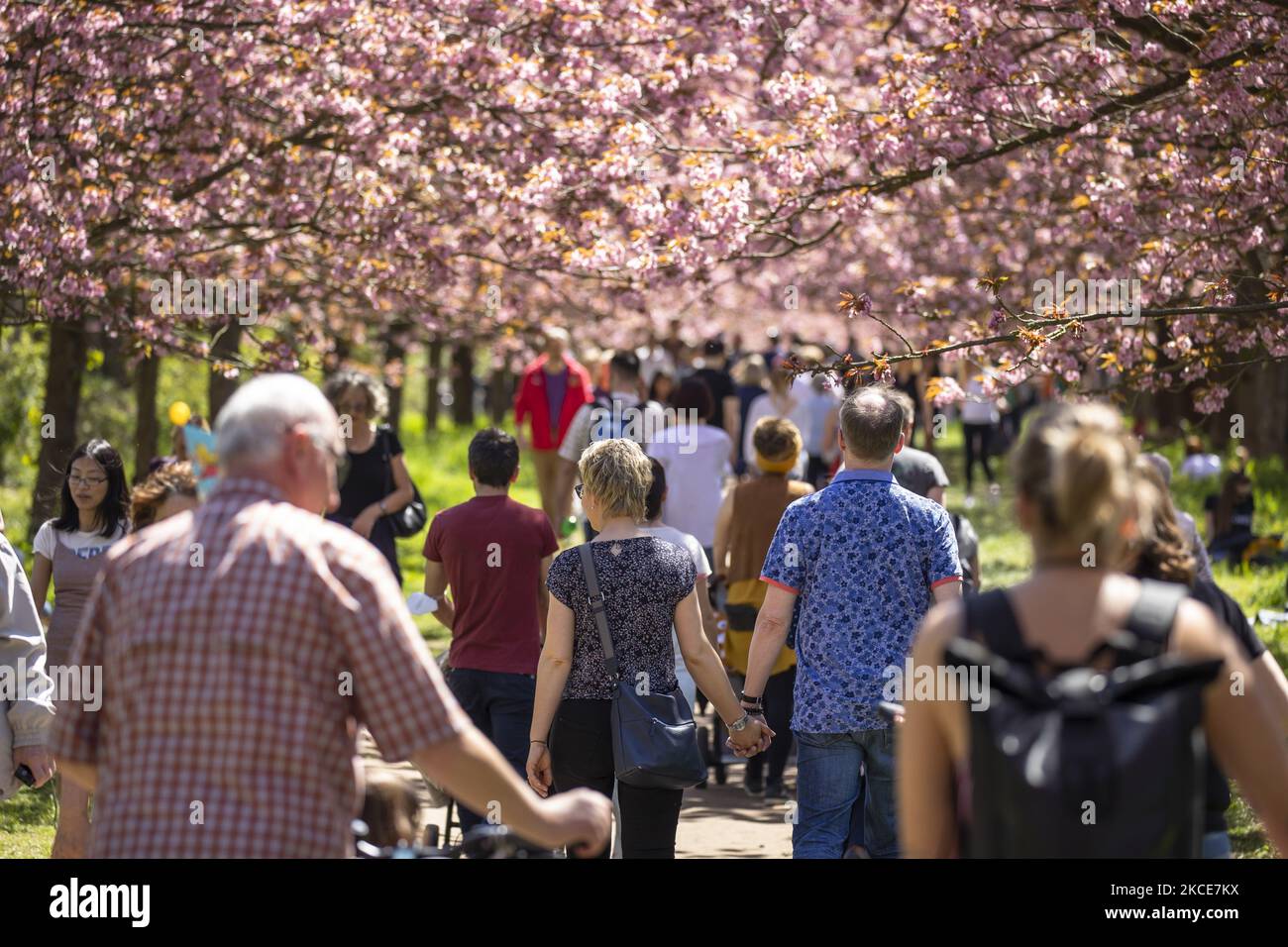 People enjoy the sunny spring weather and walk under cherry tree ...