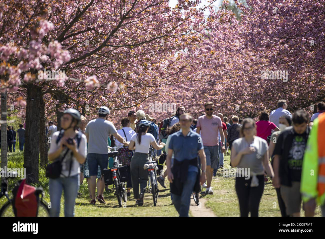 People enjoy the sunny spring weather and walk under cherry tree ...