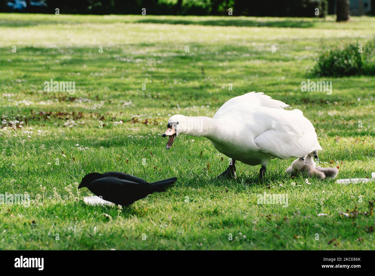 a swarm mother fights with a crow in Nagasaki Hiroshima park in Cologne ...