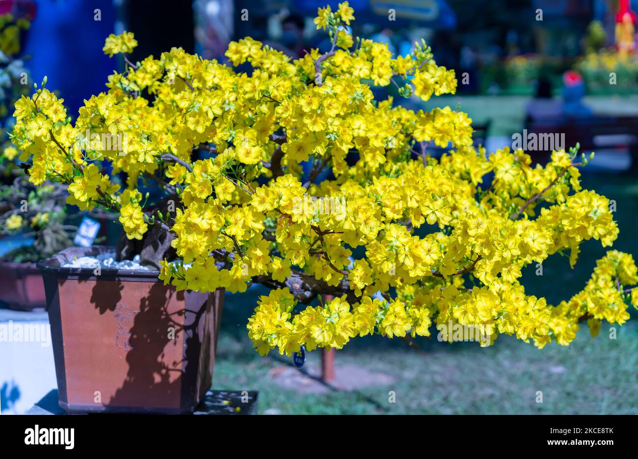 Apricot bonsai tree blooming with yellow flowering branches curving ...