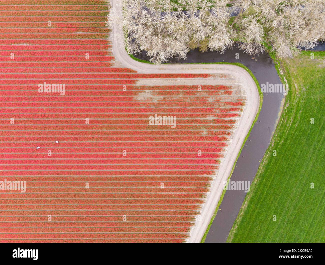 Keukenhof gardens aerial hi-res stock photography and images - Alamy
