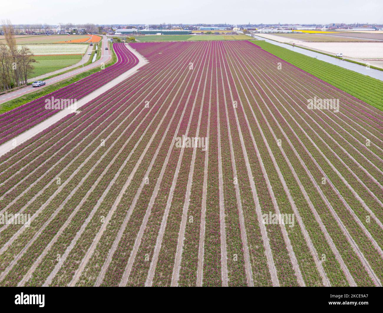 Keukenhof lisse aerial hi-res stock photography and images - Alamy