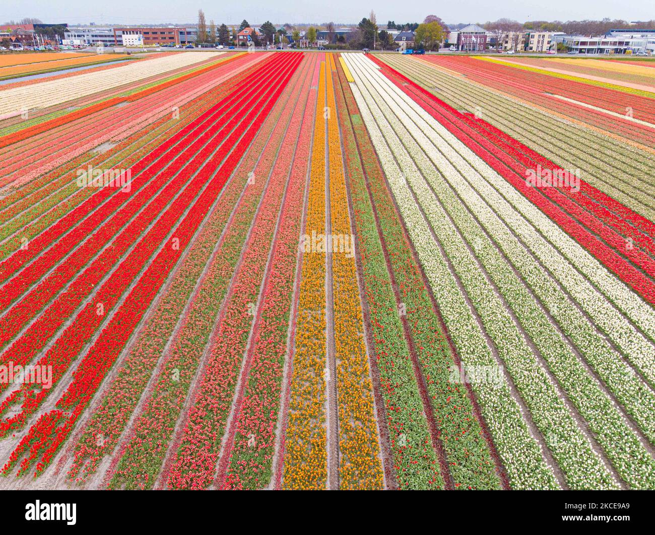 Keukenhof gardens aerial hi-res stock photography and images - Alamy