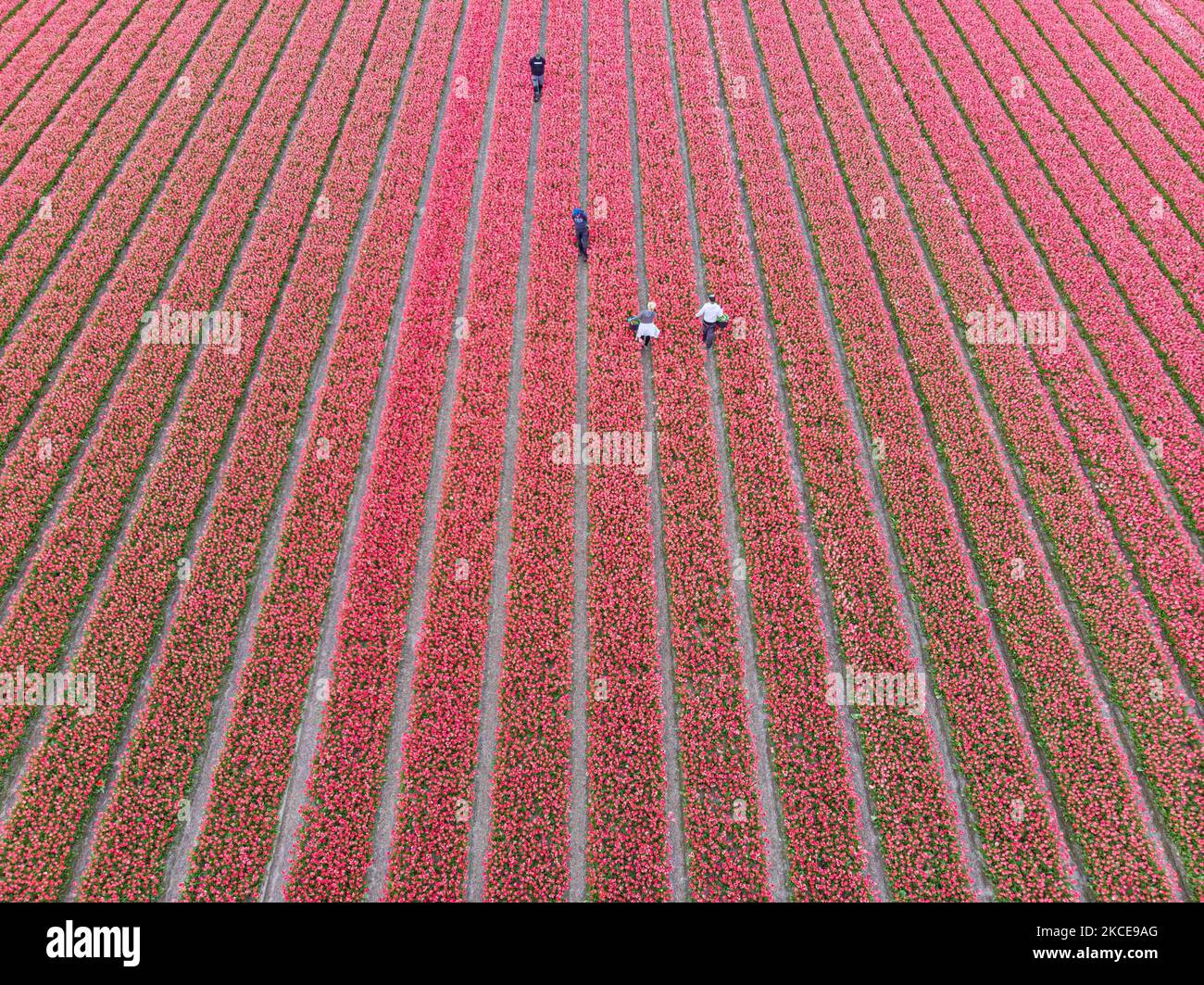 Keukenhof gardens aerial hi-res stock photography and images - Alamy