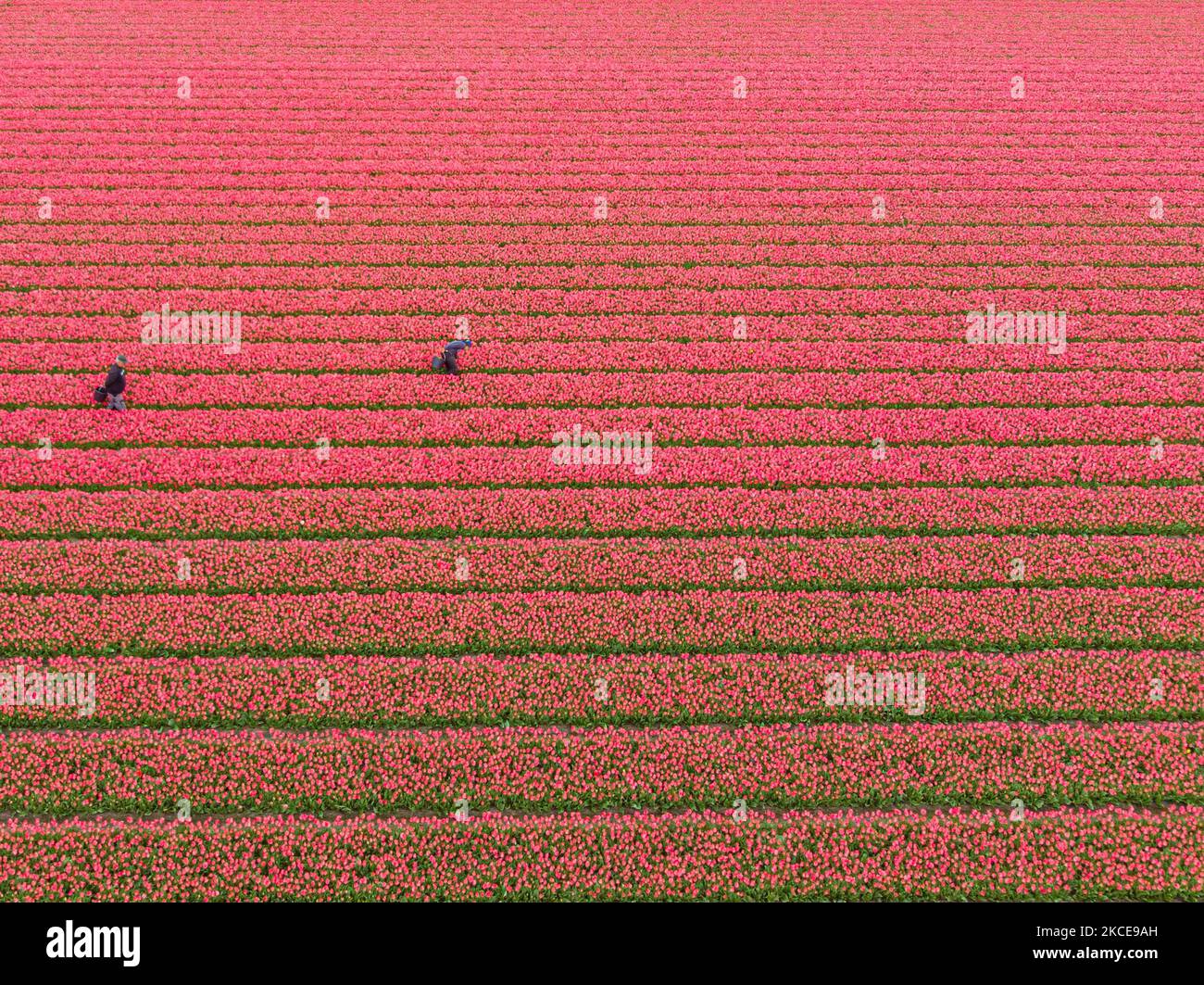 Keukenhof gardens aerial hi-res stock photography and images - Alamy