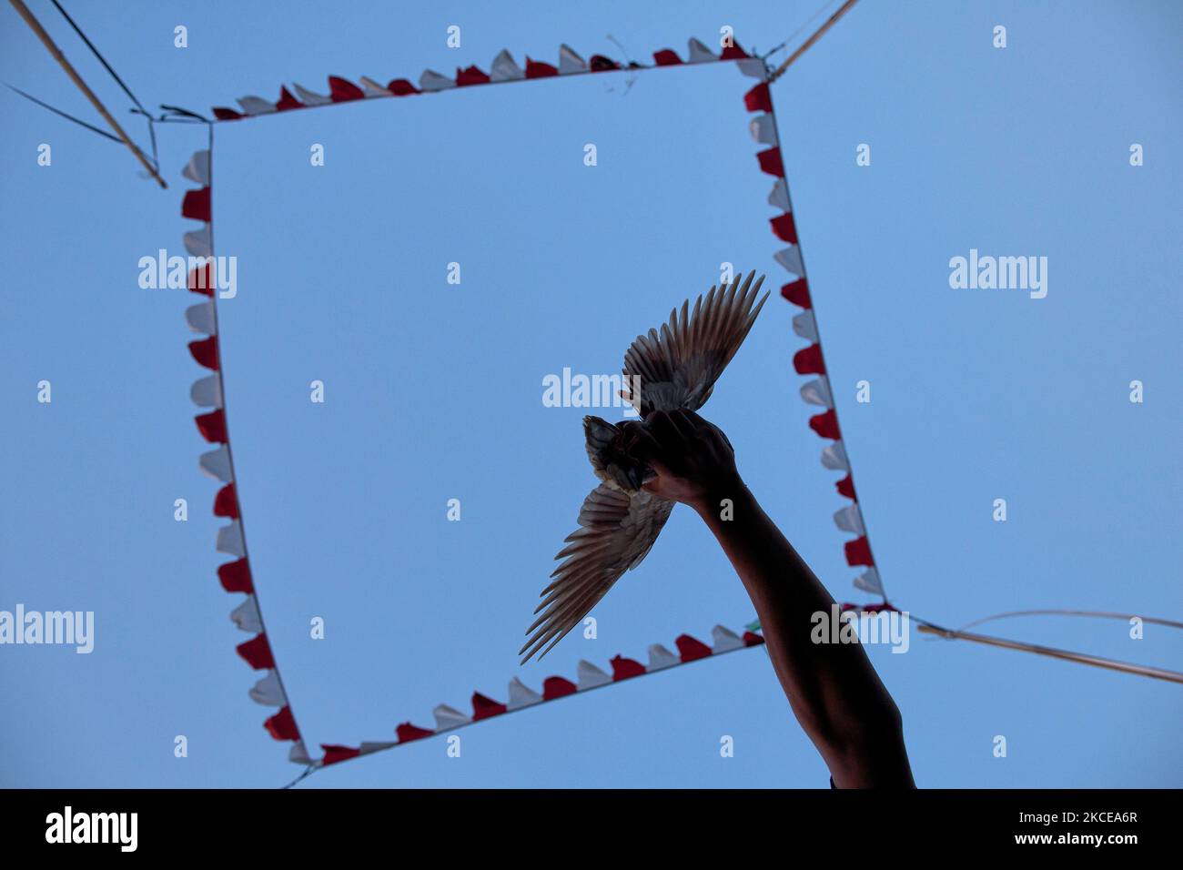 Pigeon handlers hi-res stock photography and images - Alamy