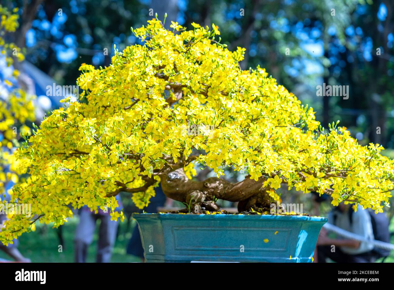 Apricot bonsai tree blooming with yellow flowering branches curving ...