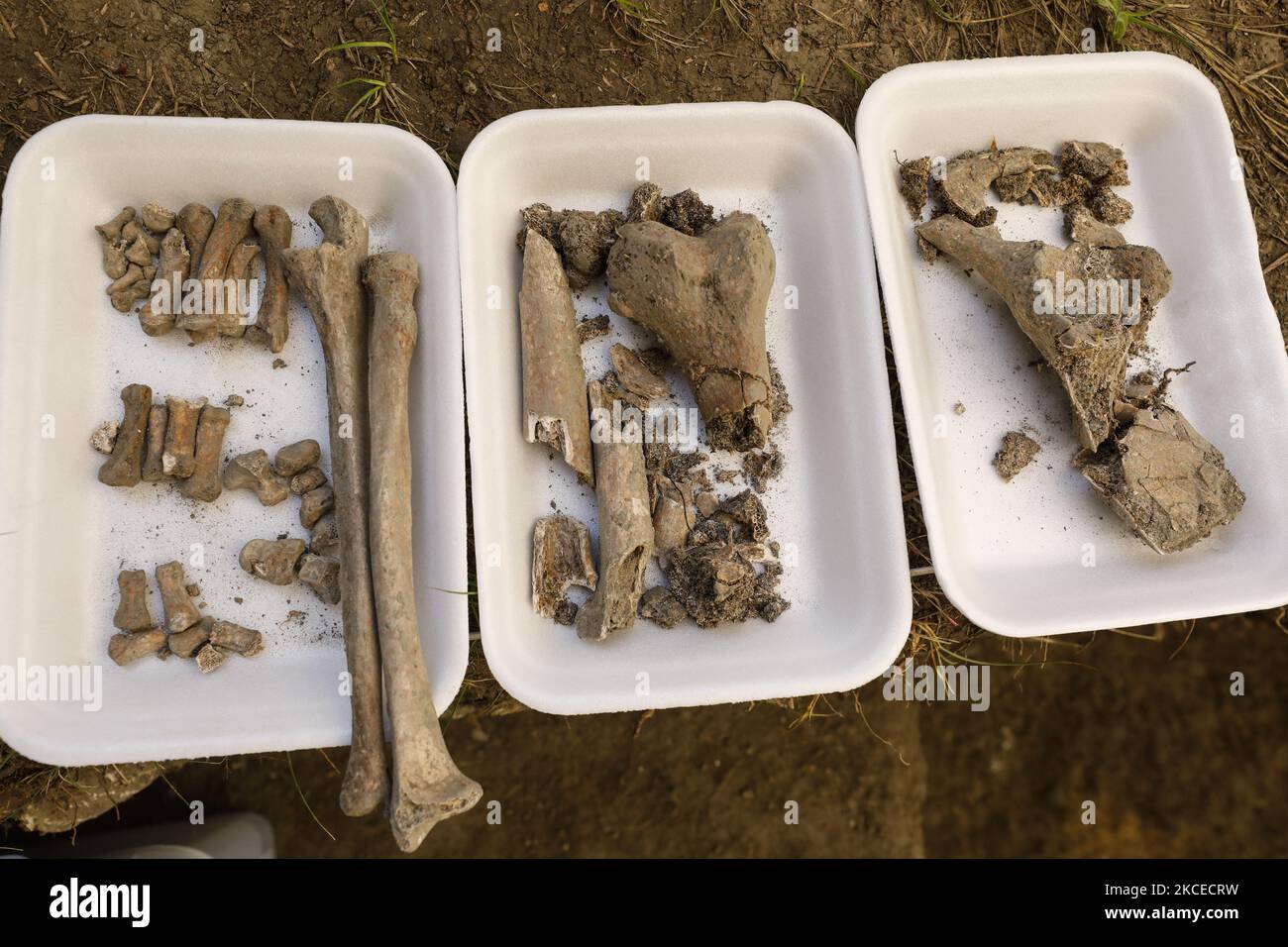 Some human bones during the exhumation of three bodies found in a ...