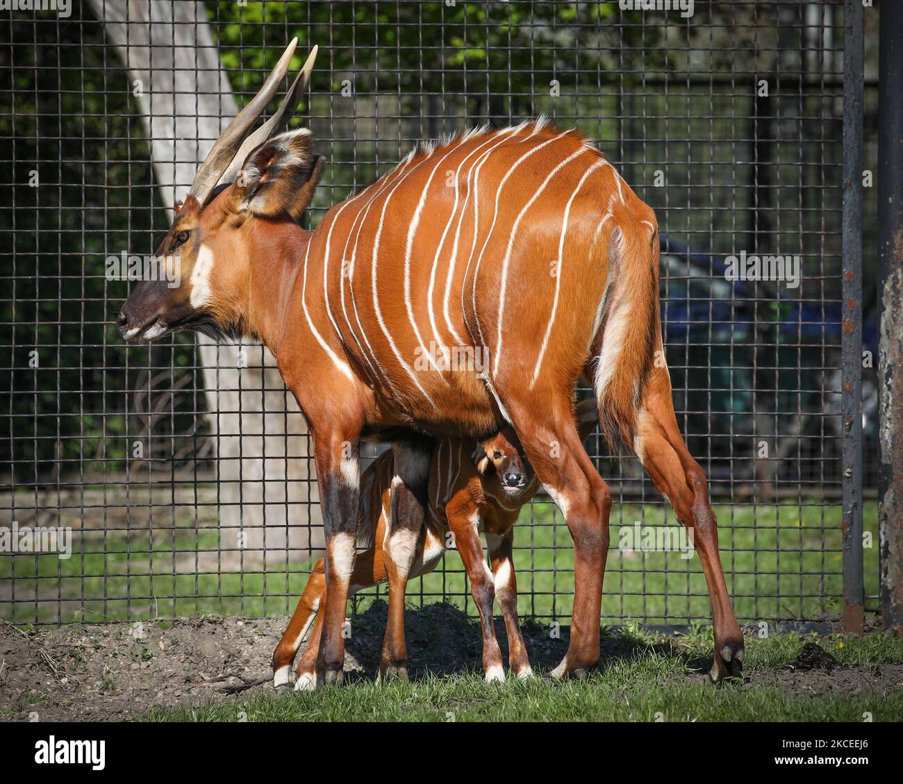 Kenyan mountain bongo hi-res stock photography and images - Alamy