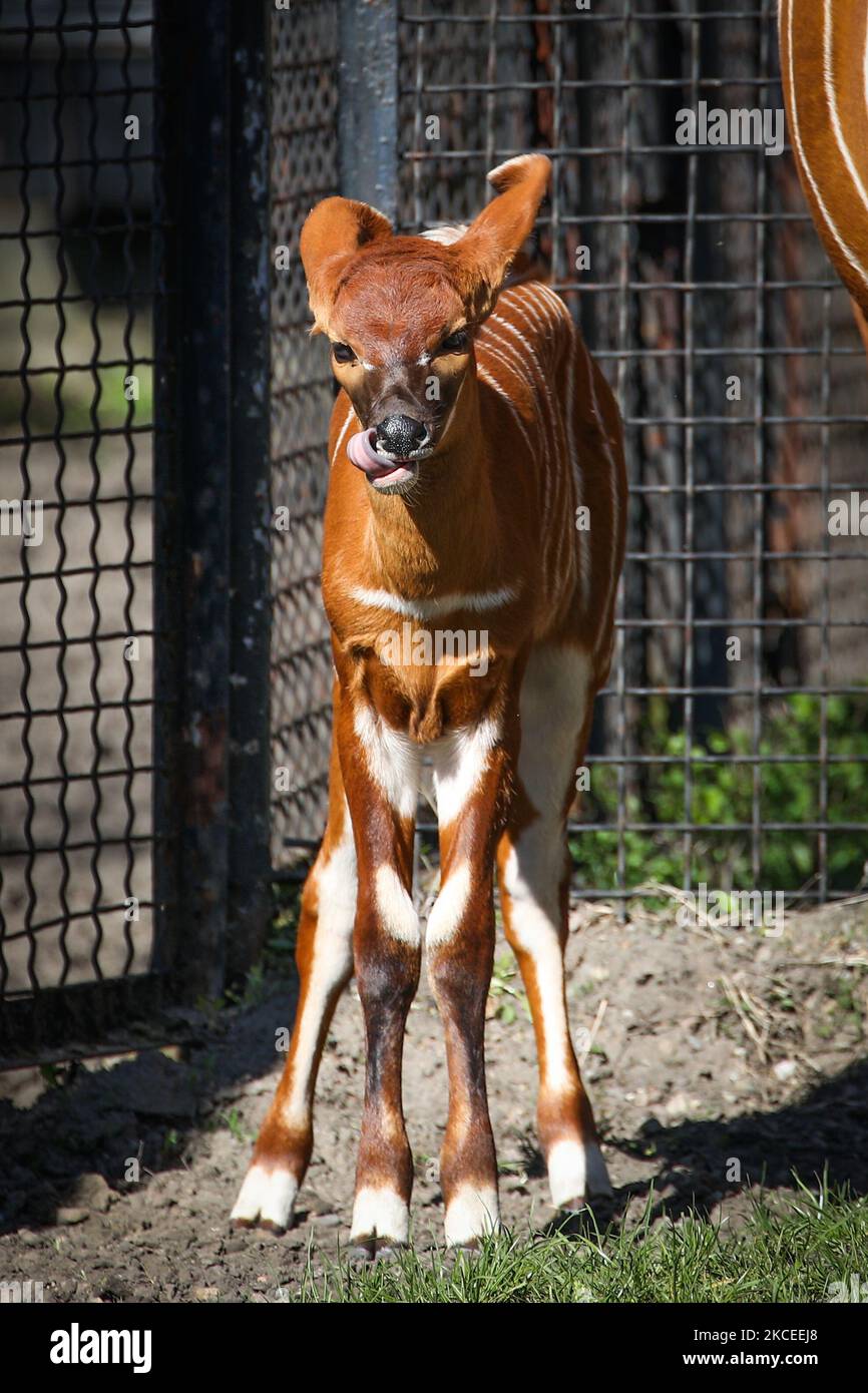 Baby Bongo