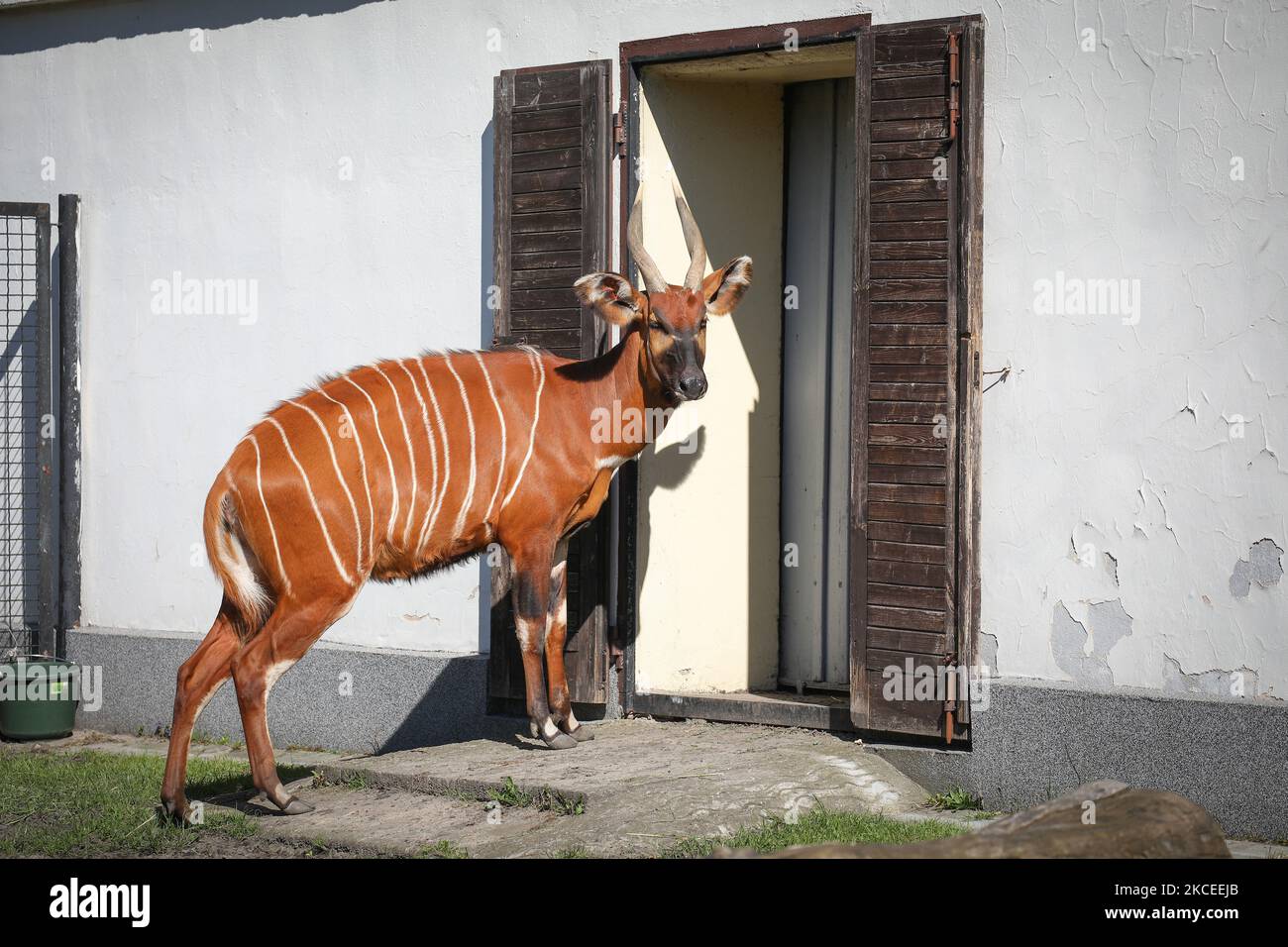 Adult mountain bongo hi-res stock photography and images - Alamy