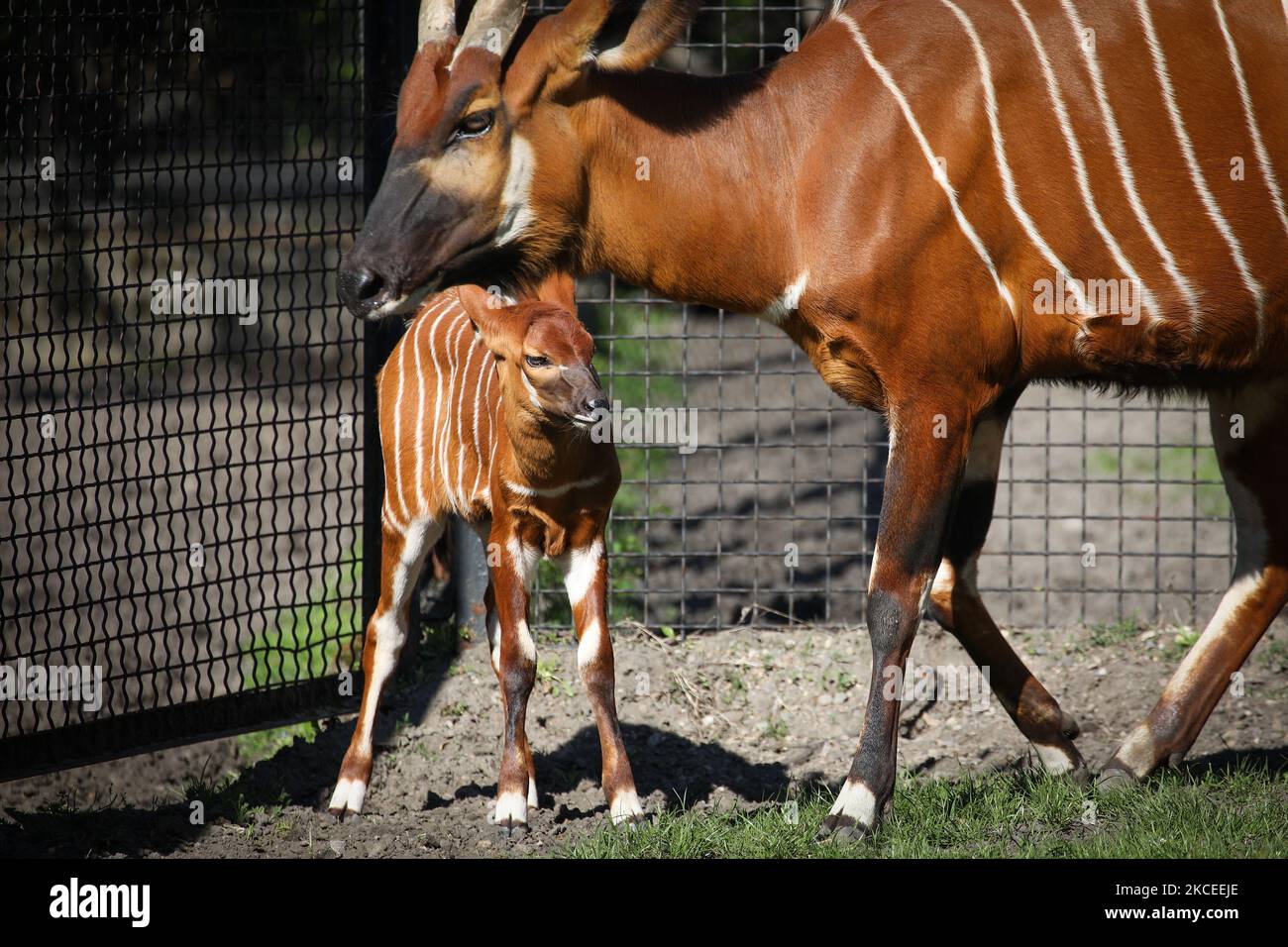 Kenyan mountain bongo hi-res stock photography and images - Alamy