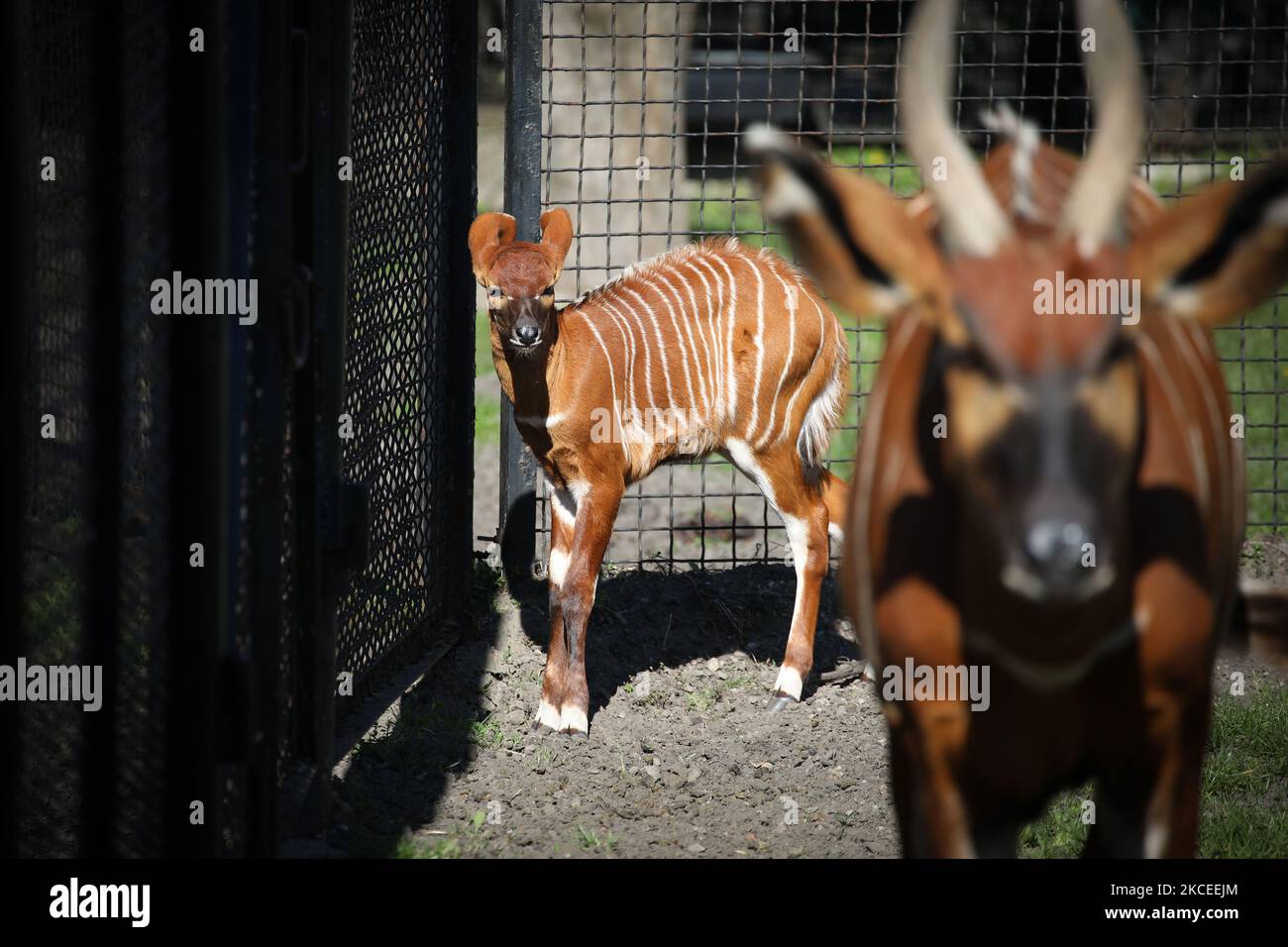 Kenyan mountain bongo hi-res stock photography and images - Alamy