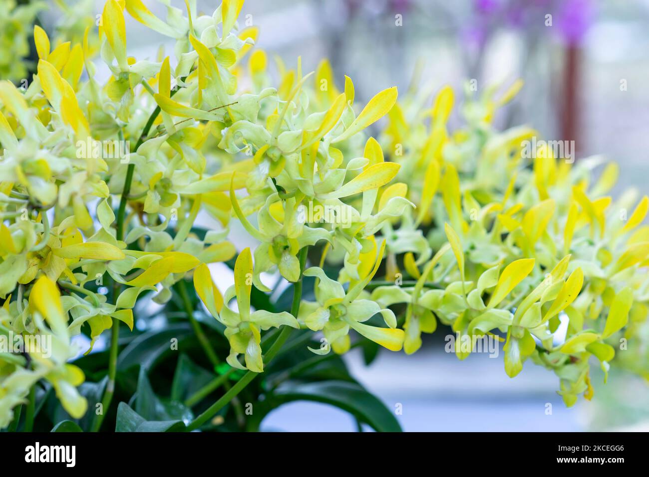 Dendrobium flowers bloom in spring lunar new year 2022 adorn the beauty ...
