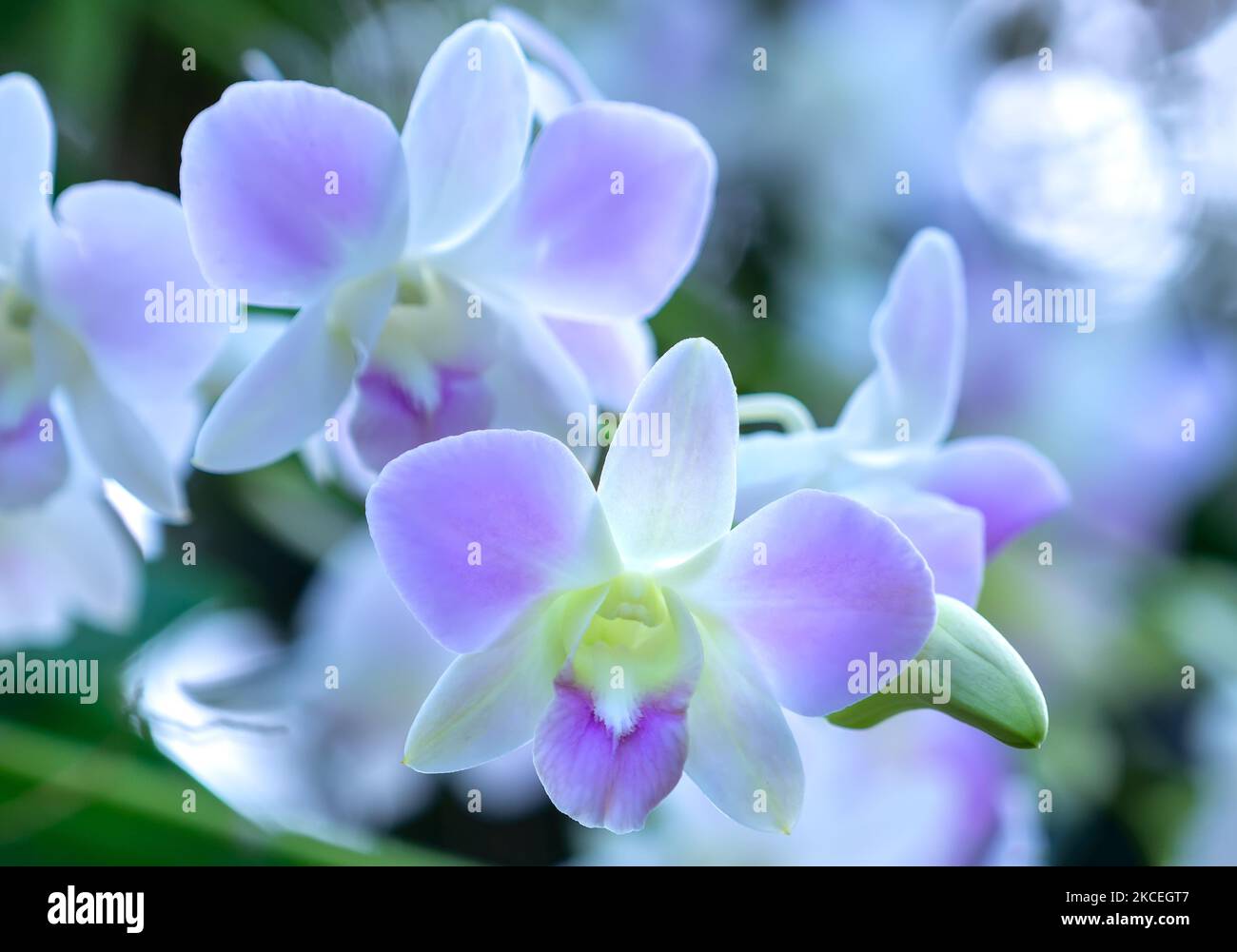 Dendrobium flowers bloom in spring lunar new year 2022 adorn the beauty ...