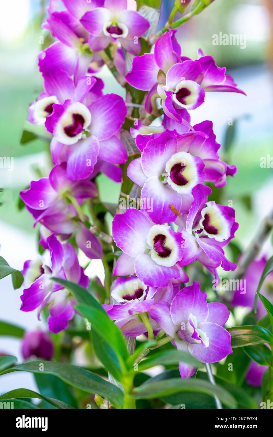 Dendrobium flowers bloom in spring lunar new year 2022 adorn the beauty ...