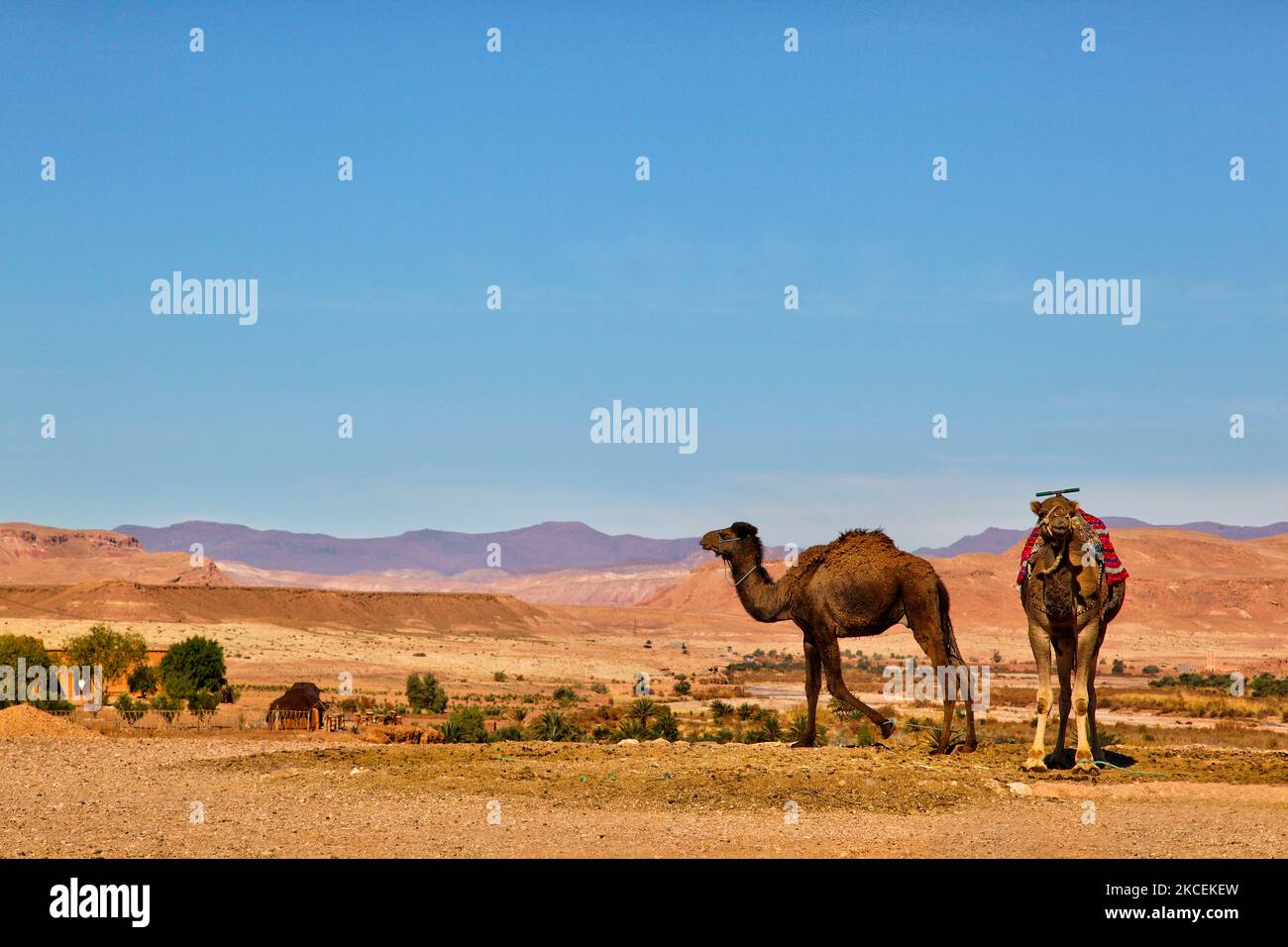 Camels in the Sahara Desert deep in the High Atlas Mountains in Morocco ...