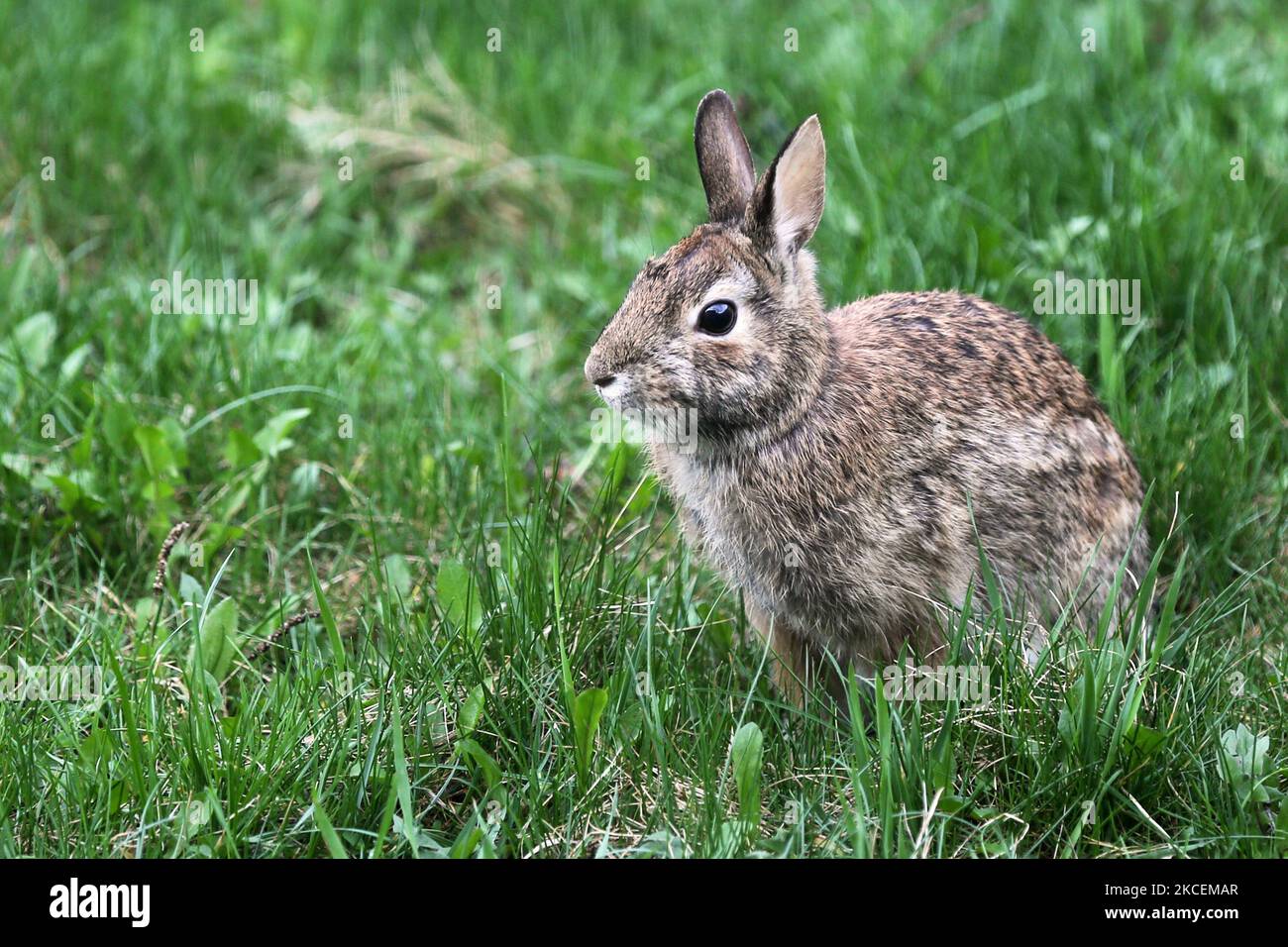 Wild Rabbit during the Spring season in Toronto, Ontario, Canada ...