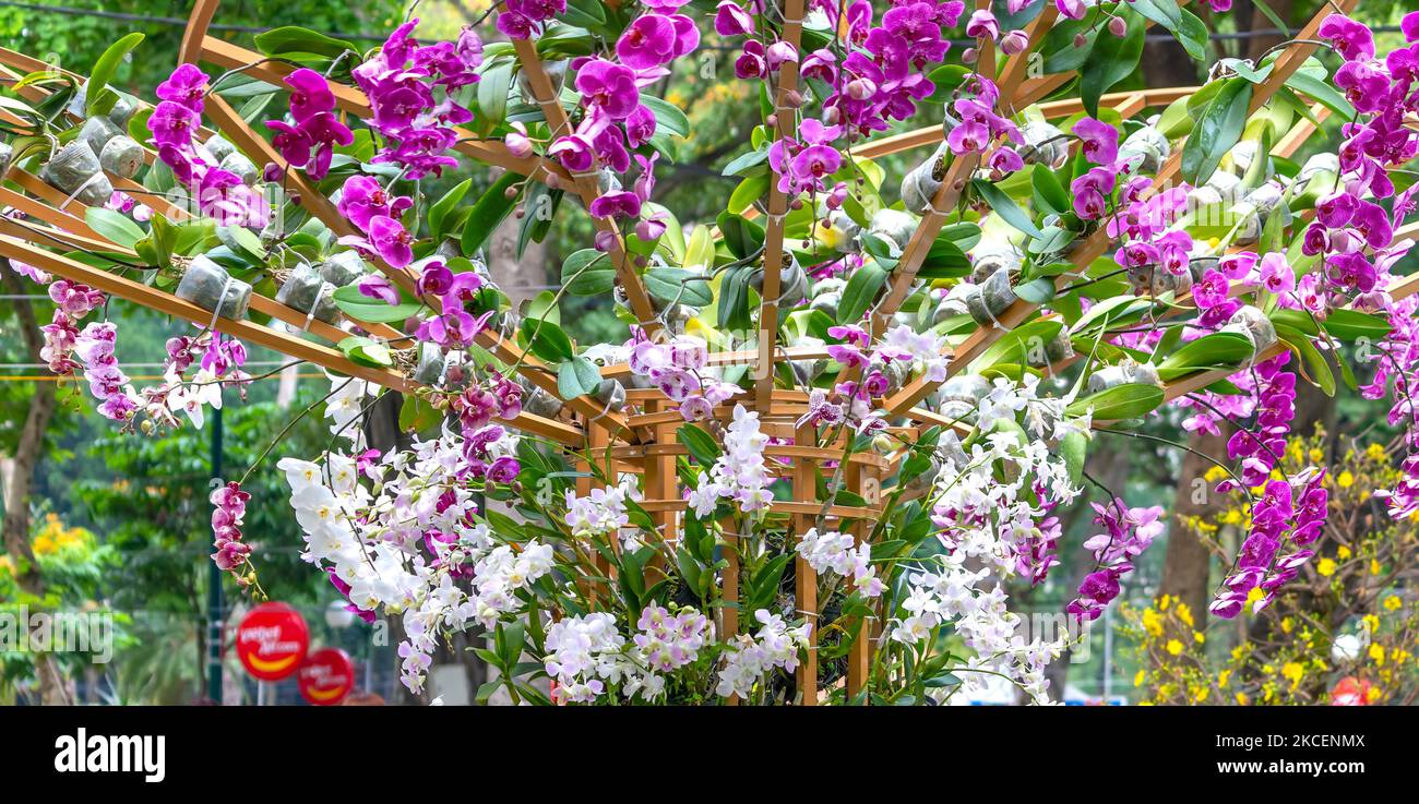 Blooming orchids are decorated on the shelf in spring lunar new year ...
