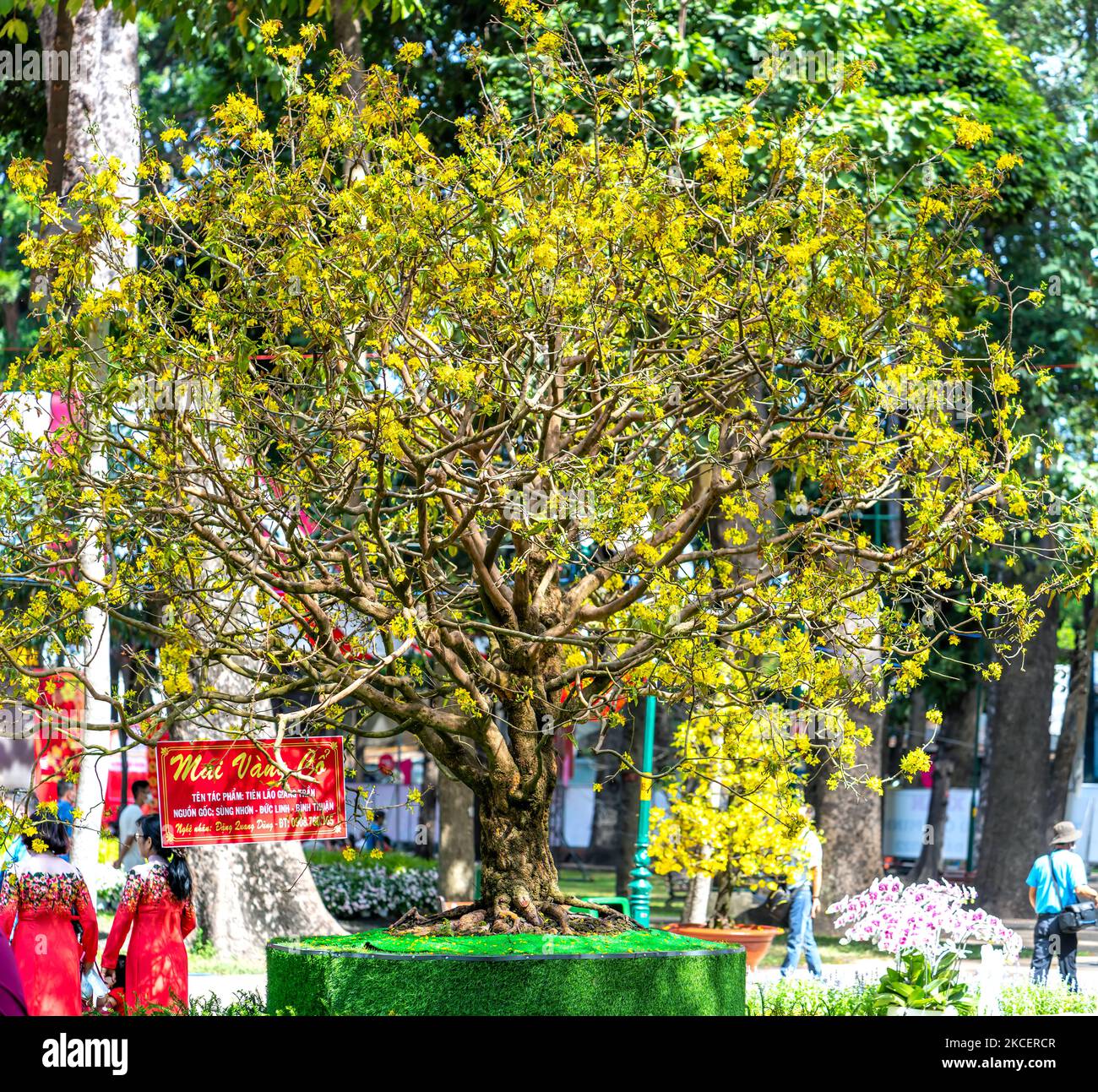 Tiger symbol decorated in Tao Dan park morning Lunar New Year at ...
