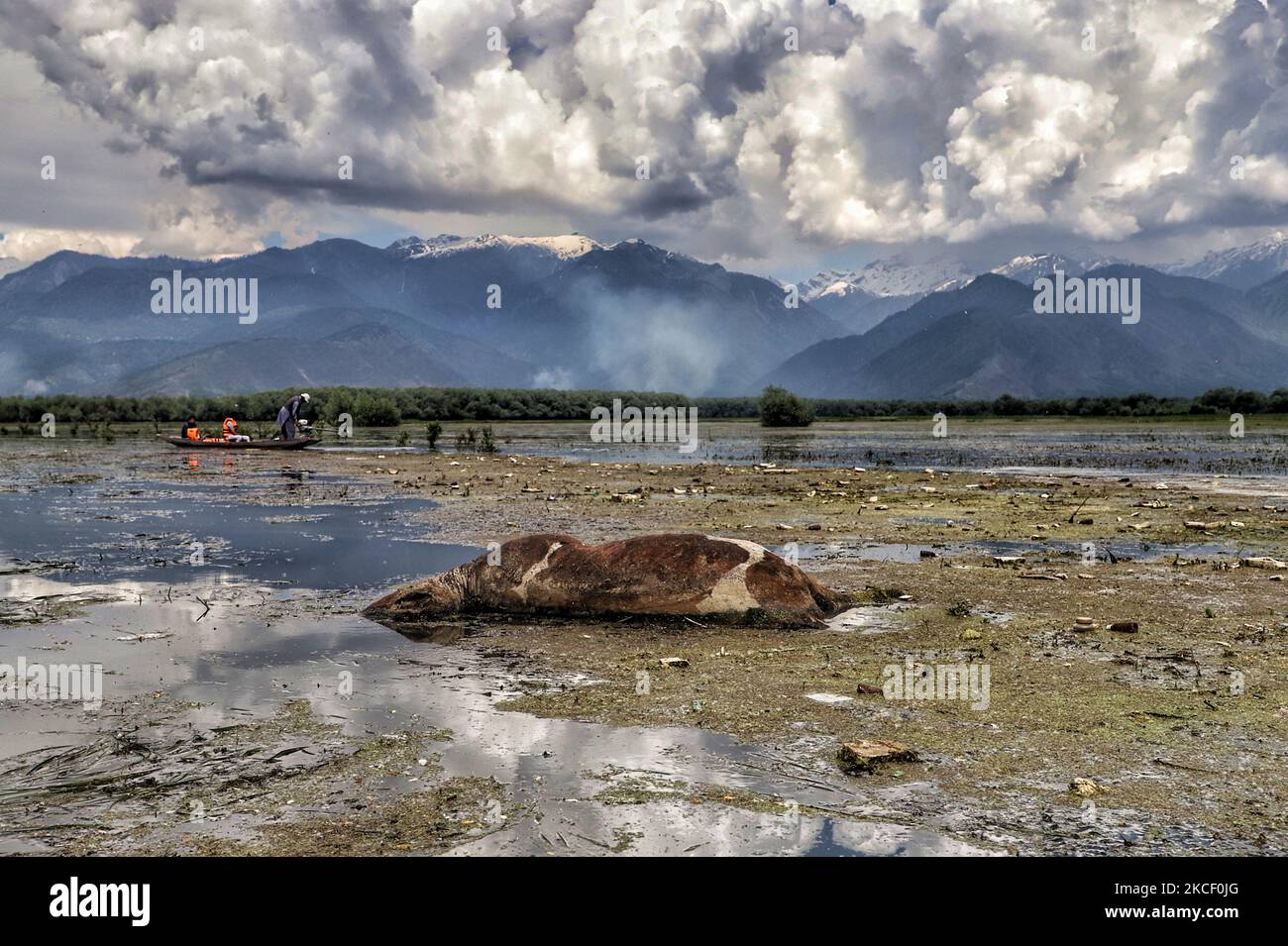 A Dead animal (Cow) is seen in the Interior of Wular Lake on 20 May ...