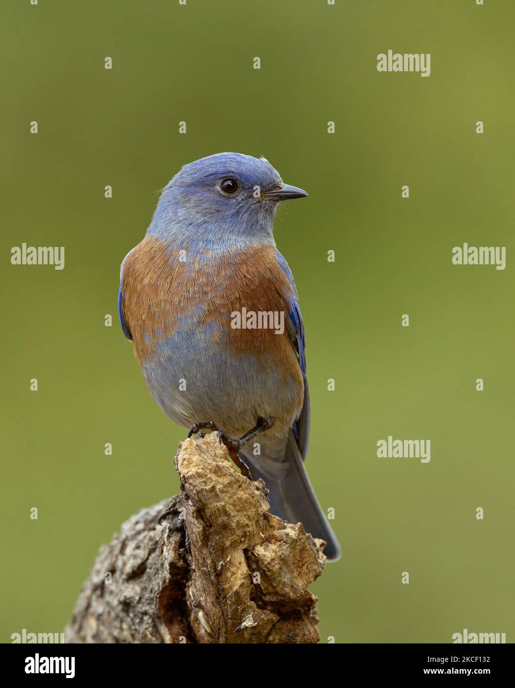 Western Bluebird (Sialia mexicana) portrait Sacramento County ...
