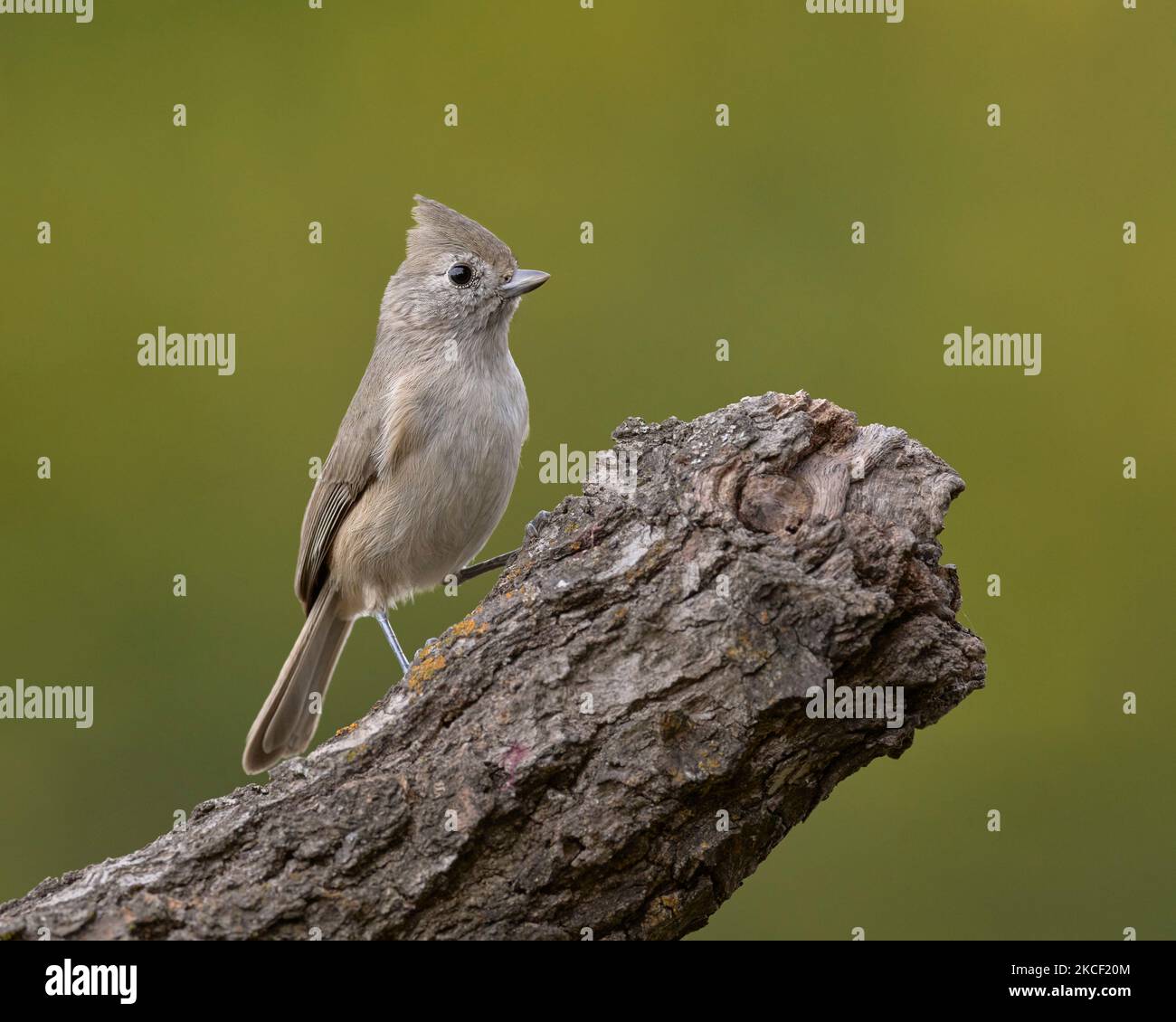 California Titmouse
