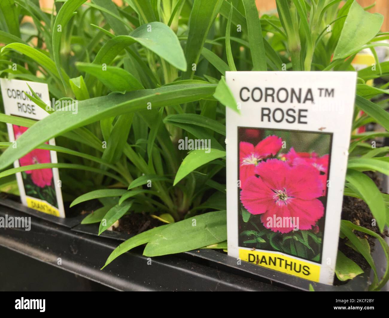 Corona rose hi-res stock photography and images - Alamy