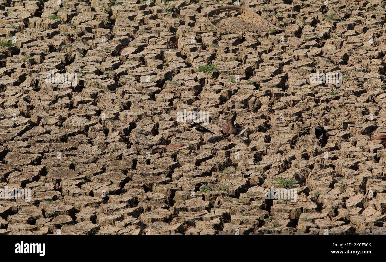 Parched land hi-res stock photography and images - Alamy