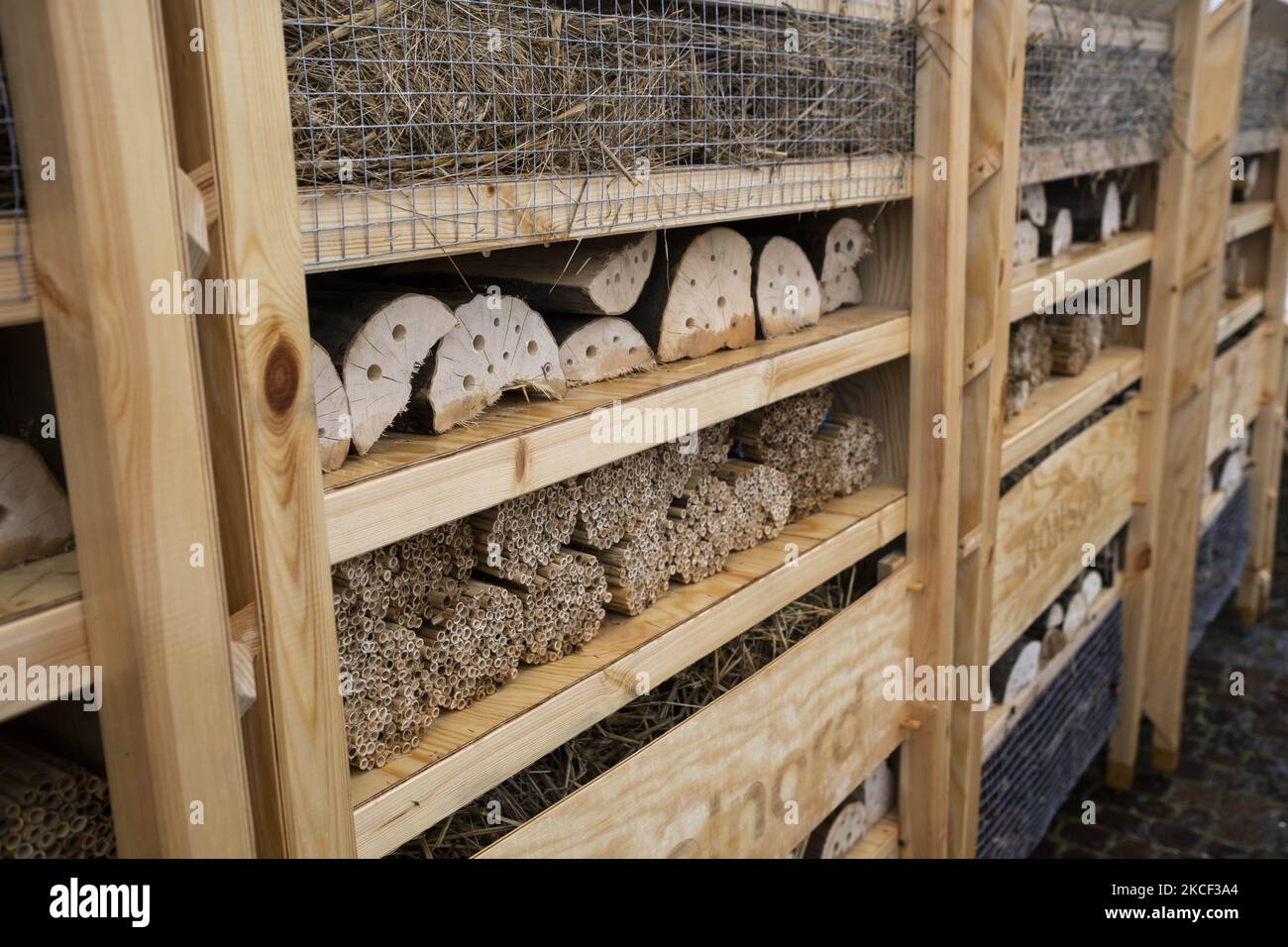 Breaking the guinness record in the construction of the largest insect ...