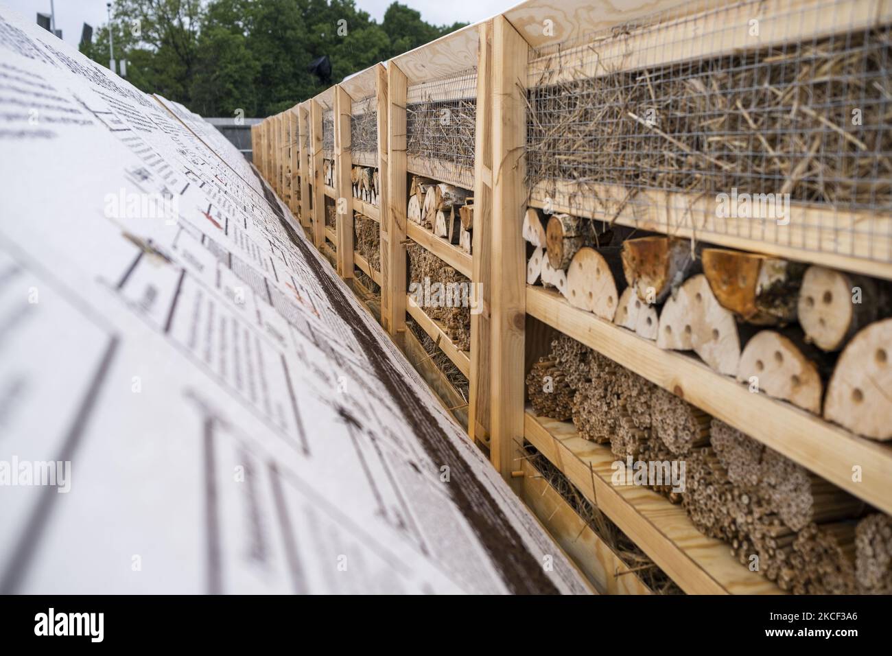 Breaking the guinness record in the construction of the largest insect ...