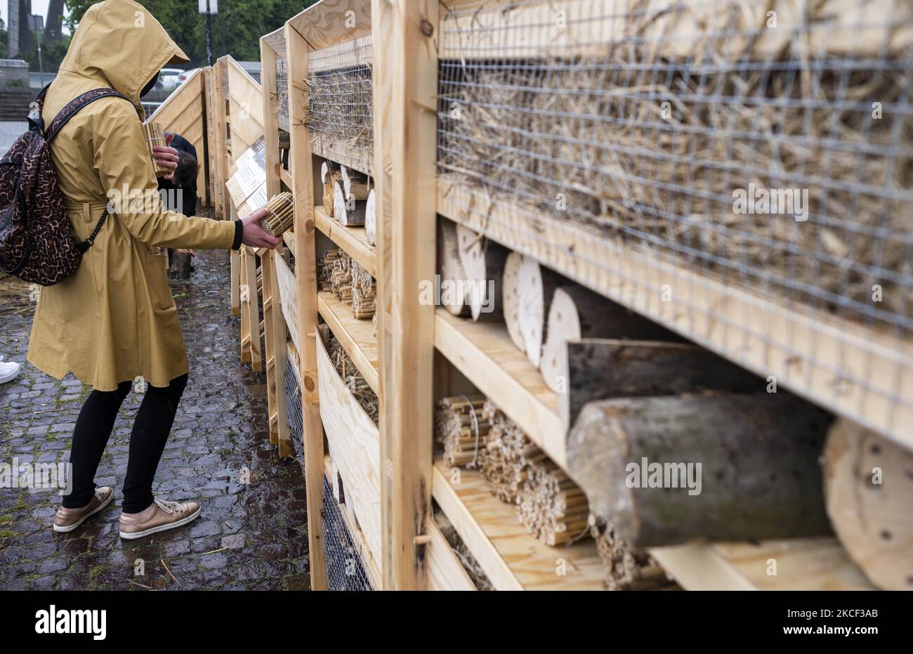 Breaking the guinness record in the construction of the largest insect ...