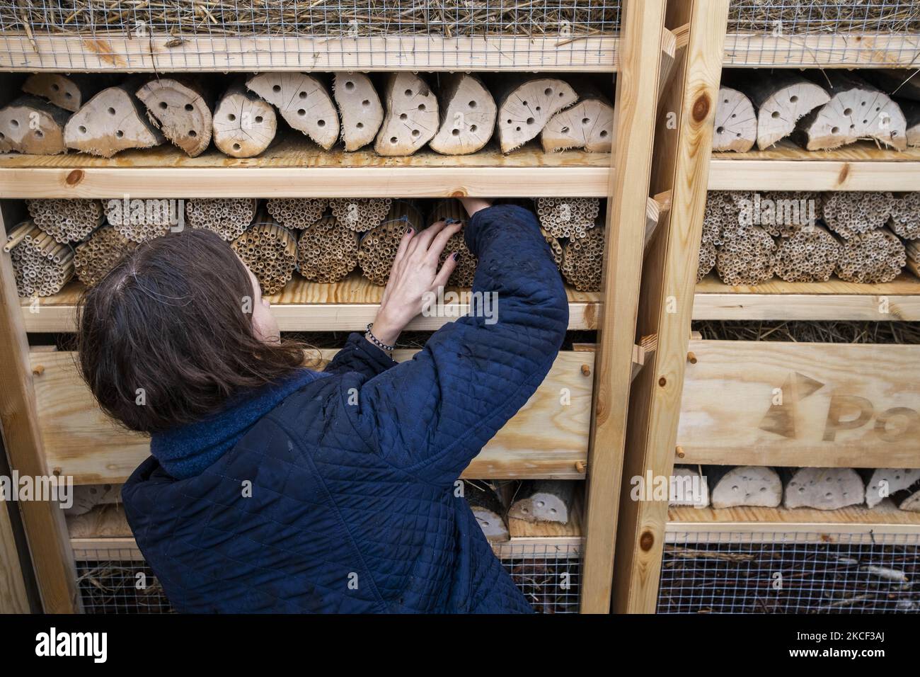 Breaking the guinness record in the construction of the largest insect ...