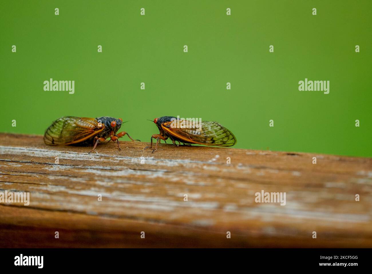 Cicadas are seen as they begin to emerge after spending 17 years ...