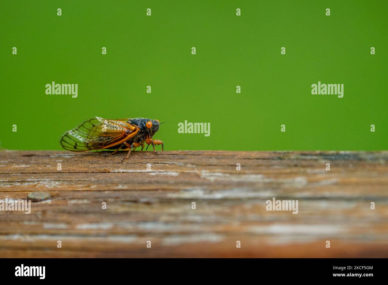 Cicadas are seen as they begin to emerge after spending 17 years ...