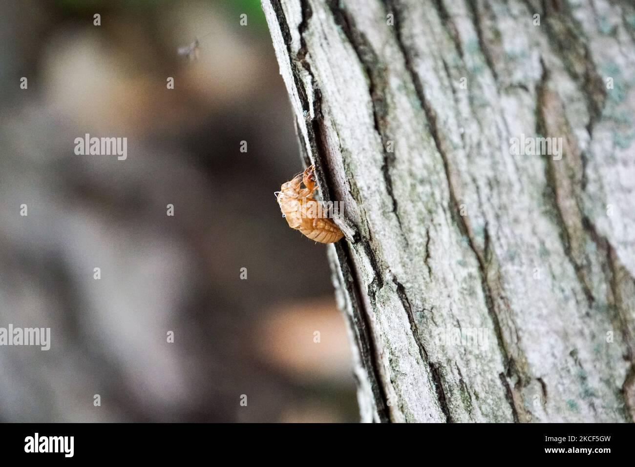 Cicadas emerge hi-res stock photography and images - Alamy