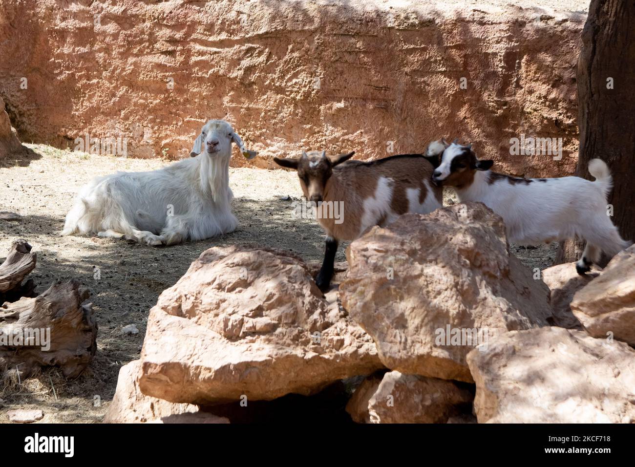 A view at the largest Attica Zoo Park in Greece on May 25, 2021. This ...