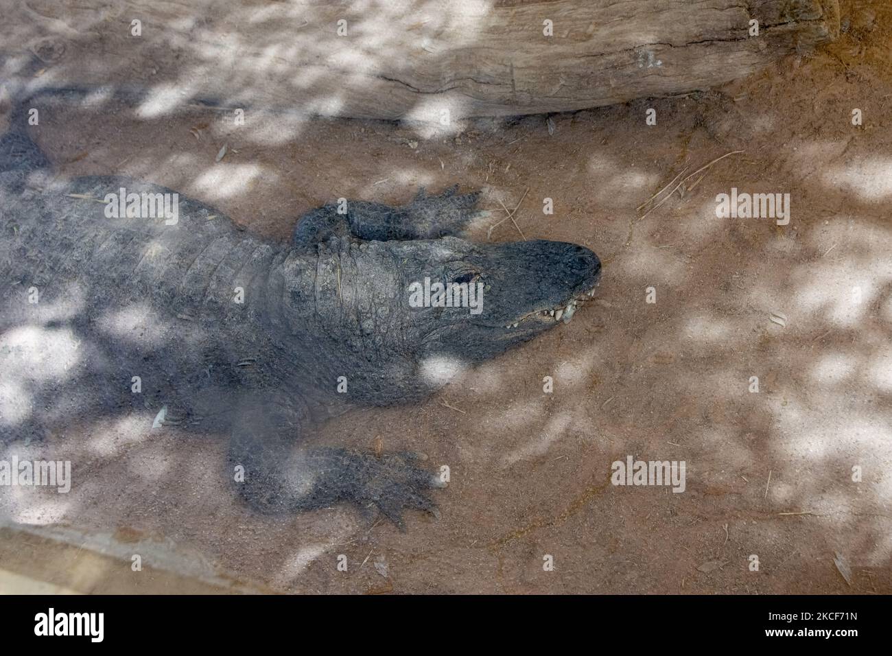 Attica zoo hi-res stock photography and images - Alamy