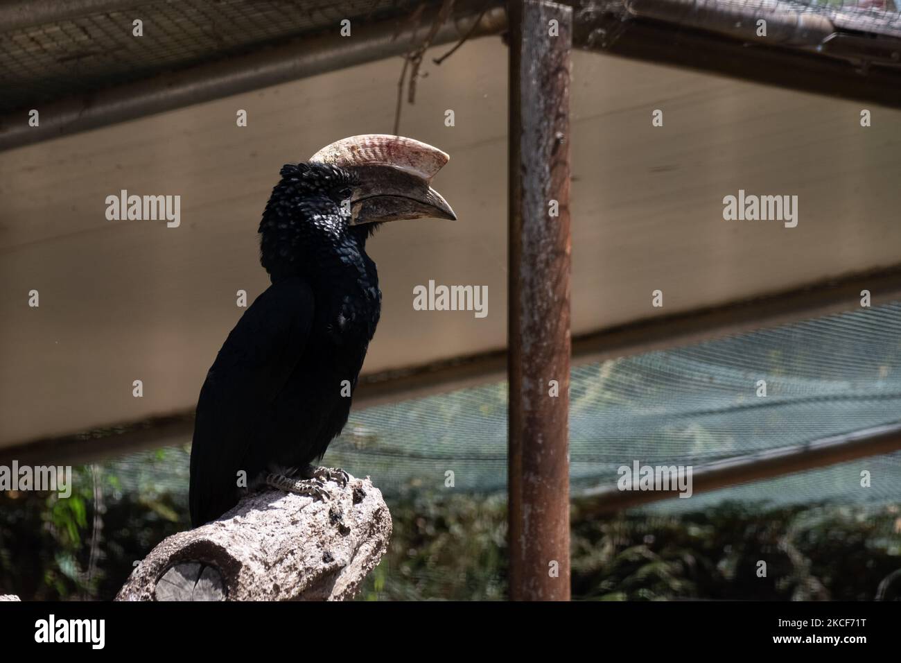 A view at the largest Attica Zoo Park in Greece on May 25, 2021. This ...