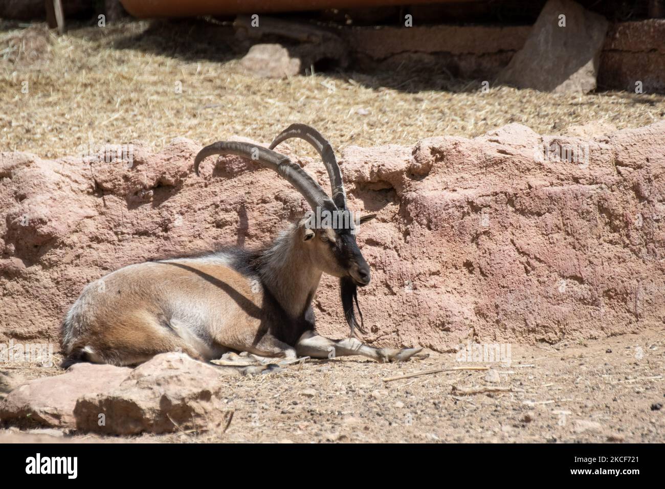 A view at the largest Attica Zoo Park in Greece on May 25, 2021. This ...