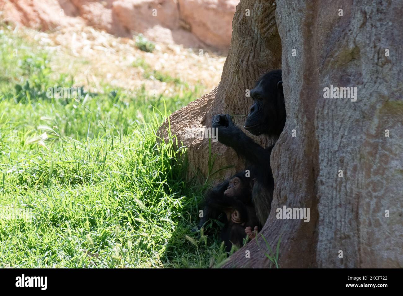A view at the largest Attica Zoo Park in Greece on May 25, 2021. This ...